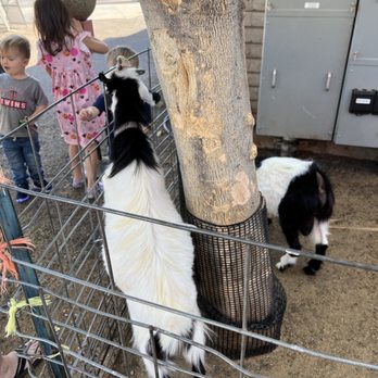 AMADIO RANCH FARM STORE - Updated June 2024 - 182 Photos & 133 Reviews ...