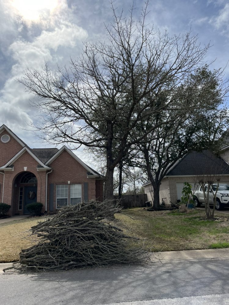 TEXAS TREE SOLUTIONS - Updated April 2024 - Request a Quote - Bryan ...