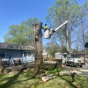 JL TREE SERVICE - Updated July 2025 - 131 Photos & 141 Reviews - 10395 ...