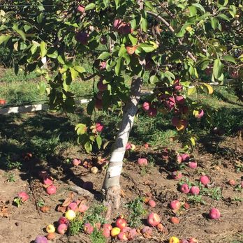 THE BIG’R APPLE FARM - Updated December 2025 - 13 Photos - 8674 ...
