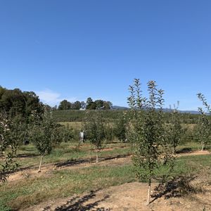 BJ REECE ORCHARDS - 342 Photos & 138 Reviews - 9131 Hwy 52 E, Ellijay ...