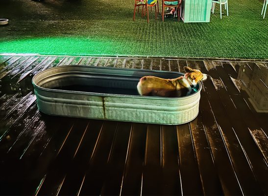 FETCH PARK - Updated June 2024 - 46 Photos & 14 Reviews - 309 Buckhead ...