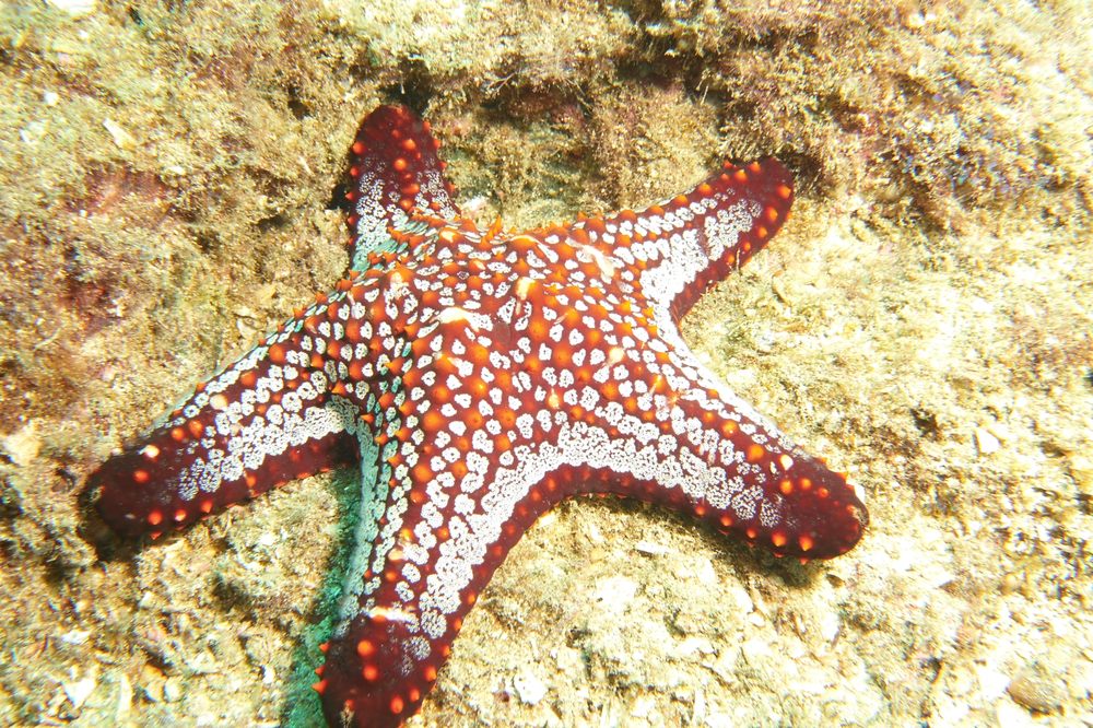 GOOSE’S SCUBA SHACK - Updated January 2026 - 10 Photos - 1490 Joliet St ...