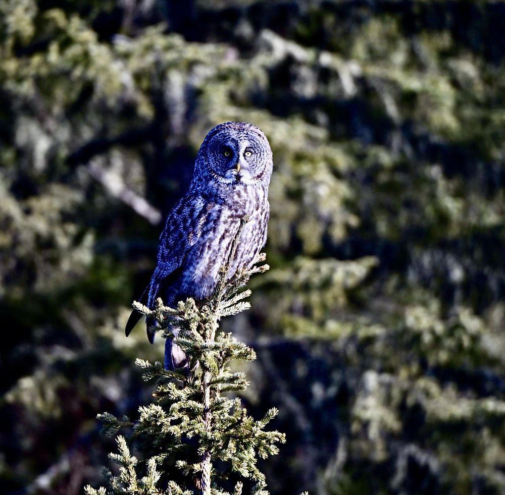 LONE PINE RANCH - Updated April 2025 - 53524 Range Road 102 S, Wildwood ...