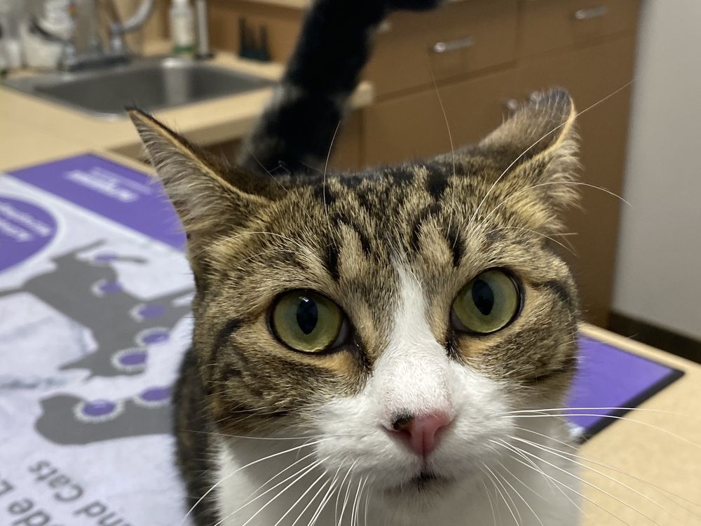 HEALTHY PETZ VETERINARY HOSPITAL - Updated August 2025 - 40 Reviews ...