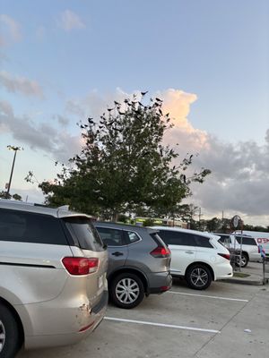 H-E-B - Updated November 2024 - 60 Photos & 66 Reviews - 28550 Hwy 290, Cypress, Texas - Grocery ...