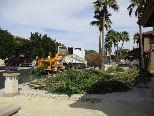 TREE PROS - Updated August 2025 - 52 Photos & 224 Reviews - 2836 W ...