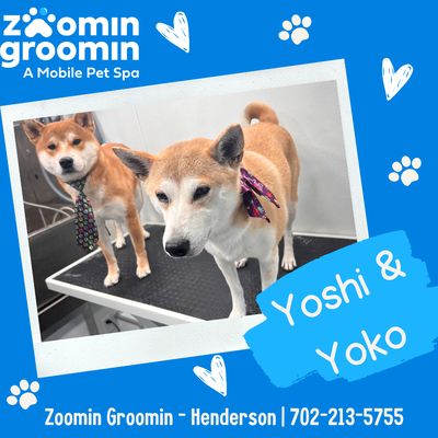 ZOOMIN GROOMIN - Updated April 2025 - 107 Photos & 45 Reviews ...