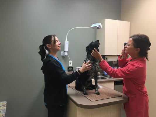 A PET’S PLACE ANIMAL HOSPITAL - Updated December 2025 - 21 Photos & 14 ...