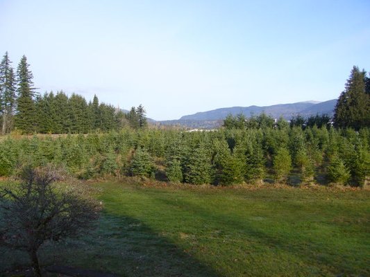 MOUNTAIN VIEW TREE FARM - Updated August 2025 - 26930 SE 216th St ...