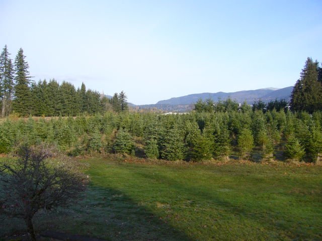 MOUNTAIN VIEW TREE FARM - Updated August 2025 - 26930 SE 216th St ...