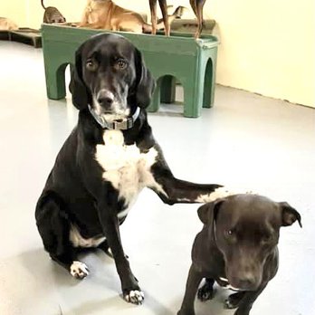 HELPING HOUNDS DOG RESCUE - Updated December 2025 - 16 Photos & 29 ...