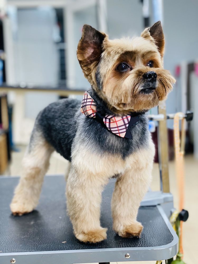 SCOTTIE PAWS PET RESORT & SPA - Updated May 2026 - 52 Photos & 72 ...