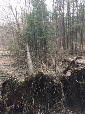 ERIE COUNTY FOREST - Updated March 2026 - 10 Photos - East Concord, New ...