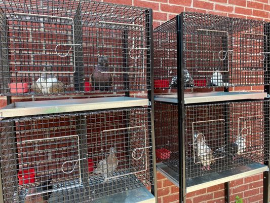 THE AMERICAN PIGEON MUSEUM AND LIBRARY - Updated March 2026 - 99 Photos ...