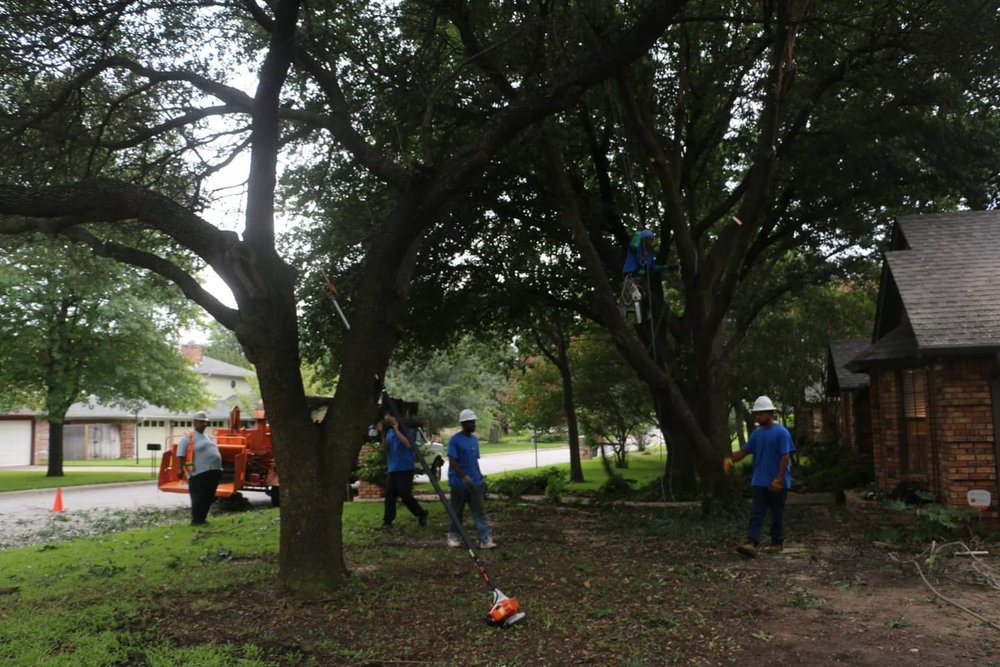 ROYAL TREE SERVICE AND LANDSCAPING - Updated September 2024 - 16 Photos ...