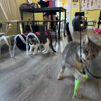 MEOW CAT LOUNGE - Updated December 2025 - 54 Photos & 13 Reviews - 630 Main St, Westbrook, Maine ...