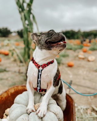 BATES NUT FARM - Updated September 2024 - 1670 Photos & 515 Reviews ...