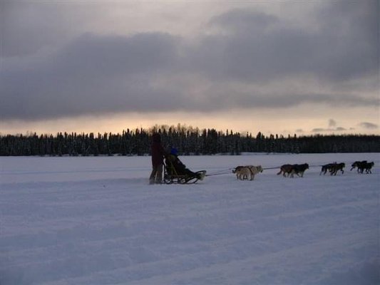 HIGH COUNTRY DOG SLED TOURS - Wasilla, AK - Yelp