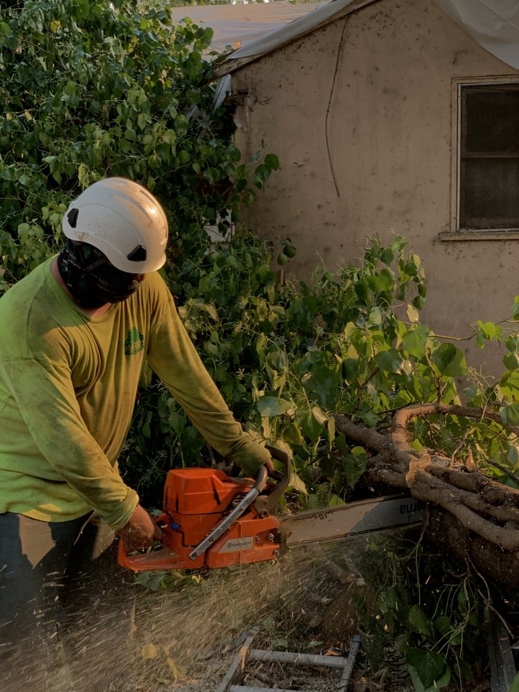 MARIO’S TREE CARE - Updated June 2024 - 21 Photos - Elk Grove ...