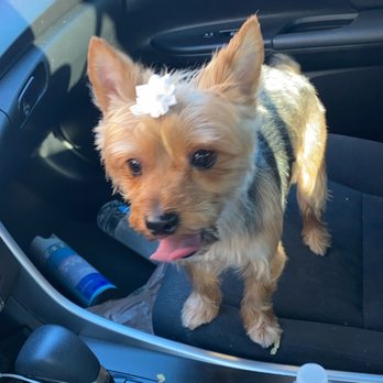 BOSS THE PET CONNECTION - Updated May 2024 - 812 Photos & 71 Reviews ...