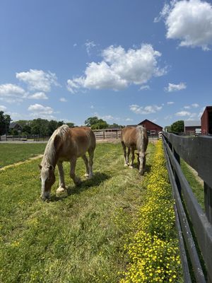 FRYING PAN FARM PARK - 251 Photos & 82 Reviews - 2709 W Ox Rd, Herndon ...