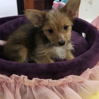 TINYTYKES PUPPIES - Updated August 2025 - 36 Photos & 27 Reviews - 2661 ...