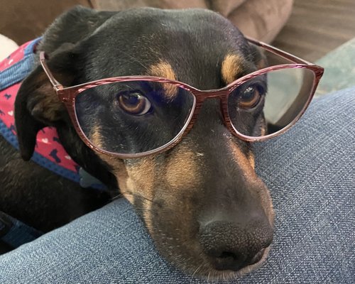 PAW WORKS - Updated October 2025 - 63 Photos & 115 Reviews - 180 W ...