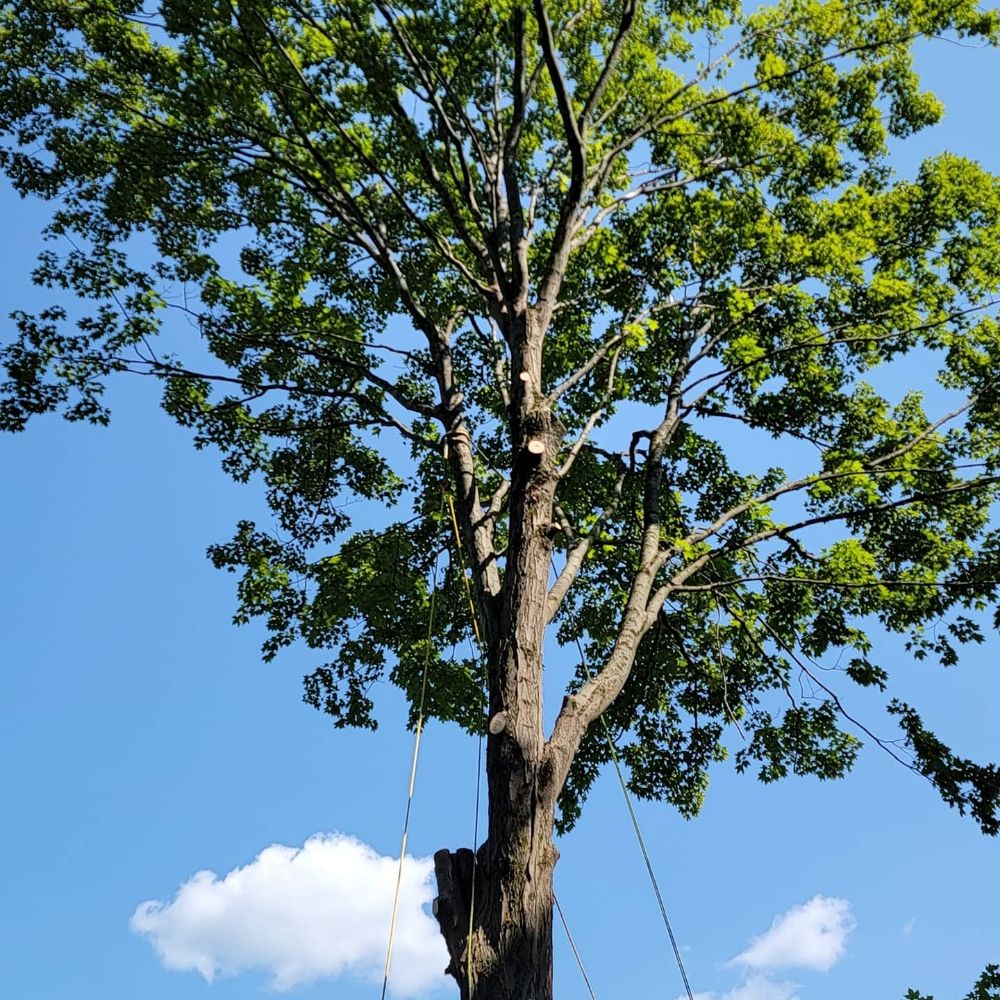 BUSCH TREE SERVICE - Updated July 2025 - 59 Photos - 1391 Ashley Falls ...