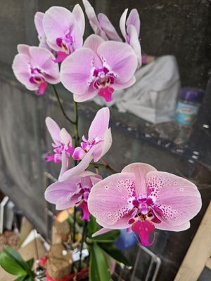 TOKI JR - Updated December 2025 - 59 Photos & 35 Reviews - 434 Georgia ...