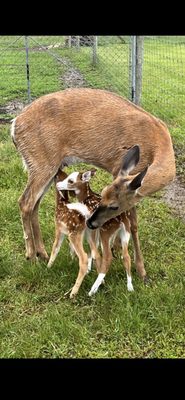 RUSTIC RETREAT DEER PARK - Updated December 2025 - N12680 Co Rd Ac ...