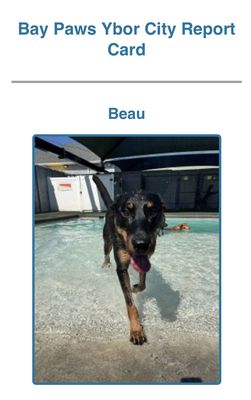 BAY PAWS PET RESORT - Updated October 2025 - 47 Photos & 66 Reviews ...