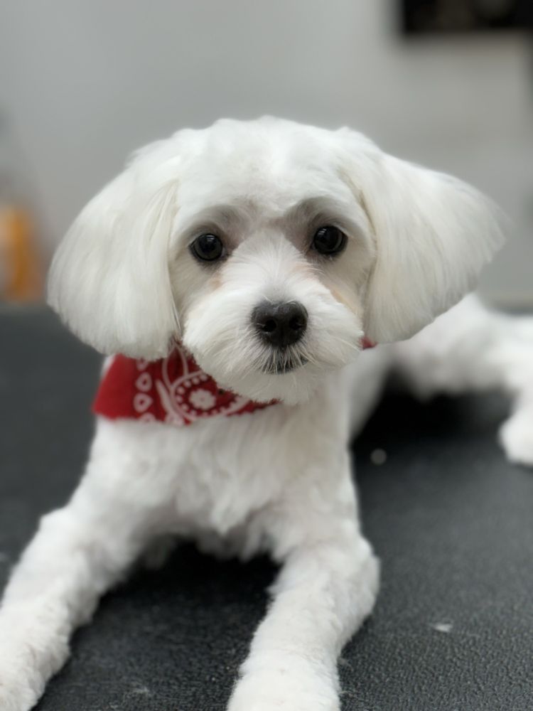 BOSS THE PET CONNECTION - Updated October 2025 - 1351 Photos & 157 ...