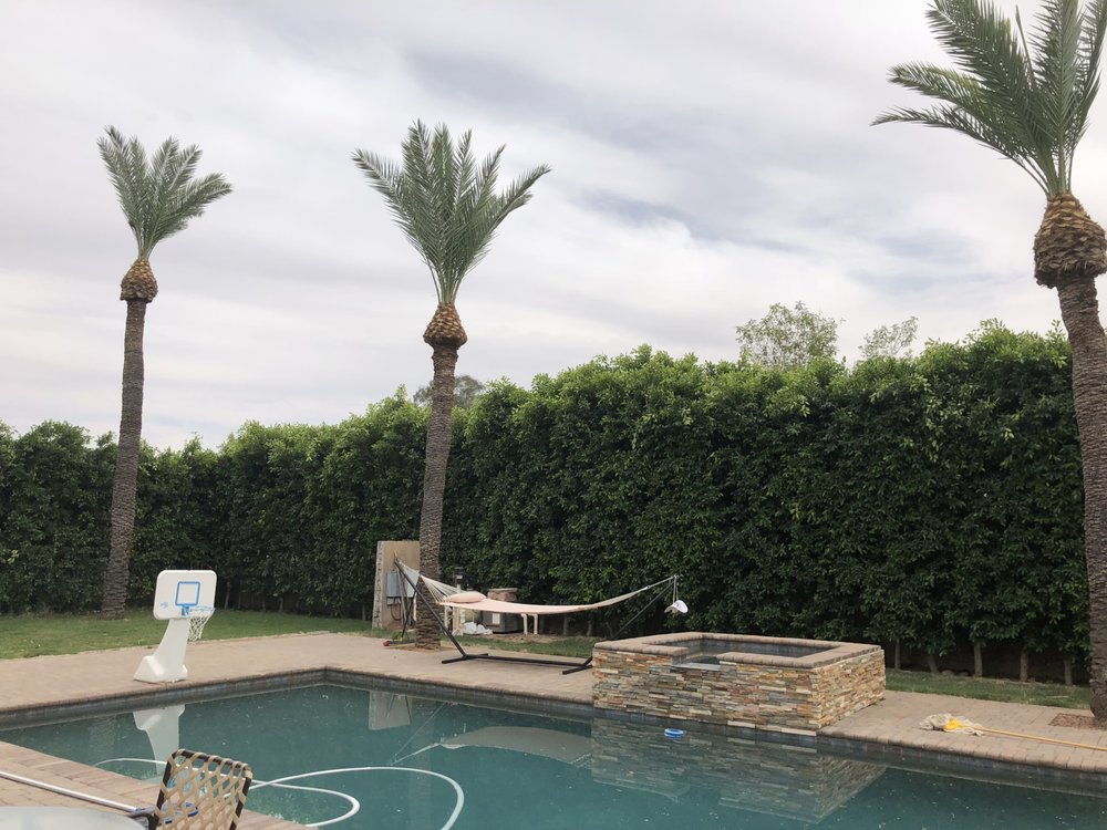 CAM TREE CARE - Updated July 2025 - 1825 E 3rd St, Tempe, Arizona ...