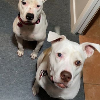 BRANDON FOUCHE - DOG AGGRESSION EXPERT - Updated December 2025 - 90 ...