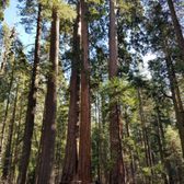 Calaveras Big Trees State Park - 690 Photos & 258 Reviews - Parks ...