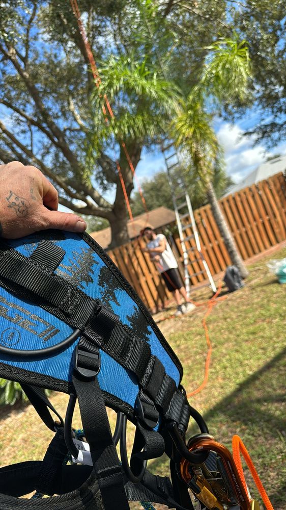 BIG O’S TREE SERVICE - Updated June 2024 - Lakeland, Florida - Tree ...