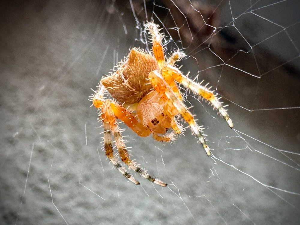 HARMON PEST CONTROL - Updated October 2025 - 29 Photos & 16 Reviews ...