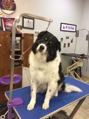 DEBBIE TERNAN’S DOG & CAT GROOMING - Updated October 2025 - 12 Photos ...