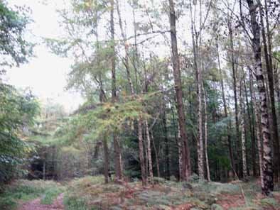 GOBLIN COMBE AND CLEEVE WOOD - Updated September 2024 - North Somerset ...