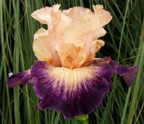 SUTTON’S IRIS GARDENS - Updated October 2025 - 16592 Rd 208 ...