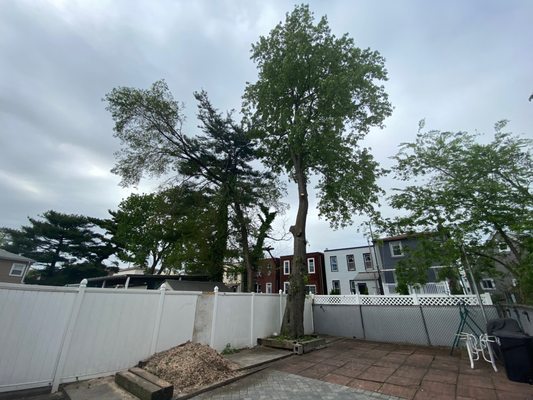 JERSEY TREE CARE - Updated May 2024 - 159 Photos & 91 Reviews - 111 ...