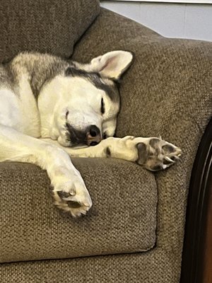 MERCY FULL PROJECT - 901 N Fremont Ave, Tampa, Florida - Pet Adoption ...