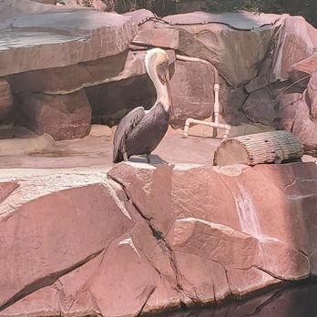 WILDLIFE HABITAT - 440 Photos & 86 Reviews - 3555 Las Vegas Blvd S, Las ...