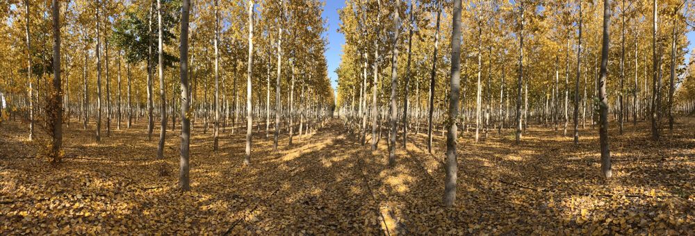 BOARDMAN TREE FARM - Updated October 2025 - 73669 Homestead Ln ...