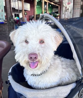 FOLSOM VETERINARY HOSPITAL - Updated September 2025 - 41 Photos & 85 ...