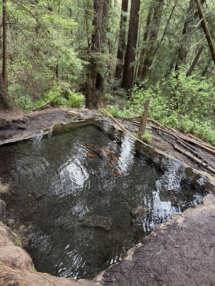 POGONIP - Updated August 2025 - 230 Photos & 40 Reviews - 333 Golf Club ...