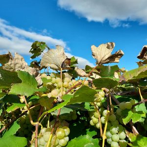 MASKER ORCHARDS - Updated December 2024 - 375 Photos & 235 Reviews - 45 ...