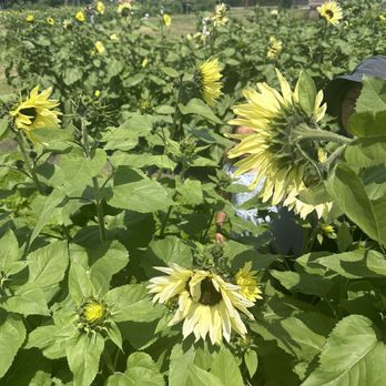 HANA FIELD BY TANAKA FARMS - Updated May 2024 - 367 Photos & 153 ...