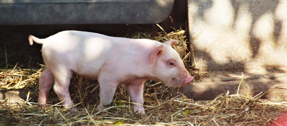 SUFFOLK COUNTY FARM - 51 Photos & 11 Reviews - Farms - 350 Yaphank Ave ...